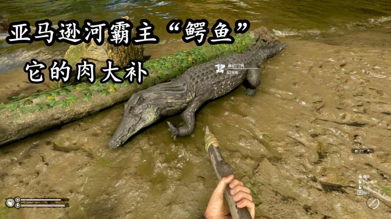 绿色地狱05:挑战亚马逊河的霸主鳄鱼,却意外发现史上最弱鳄鱼