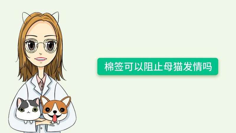 猫咪发情的时候,所谓的棉签大法有用吗?
