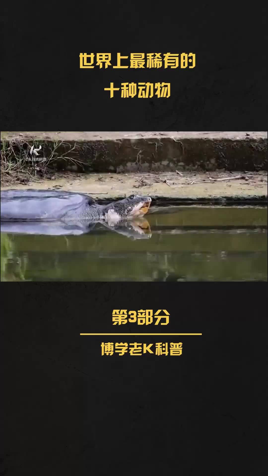 世界上最稀有的10种动物(3)