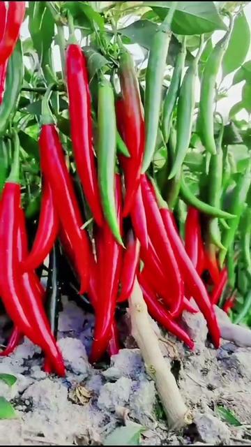 农业种植新农人计划2021家庭种植