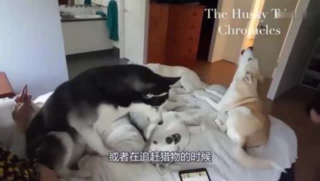 狗狗的叫声,你知道都是什么意思吗,它可不止是会汪汪叫哦