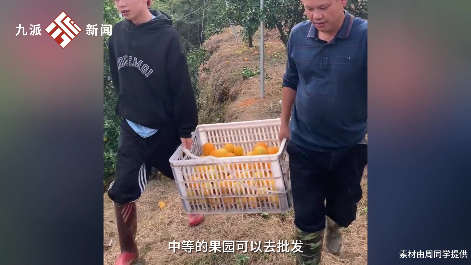 ...还免费帮助村民直播售卖,从依靠经销商到自产自销果农收入翻了一倍