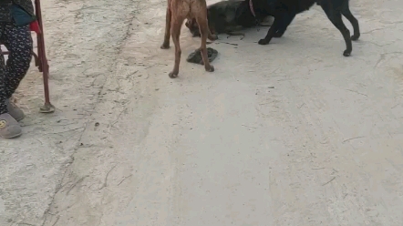 自家马犬干翻狼青(轻微血腥)