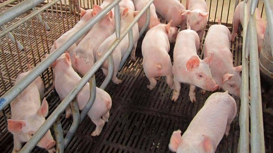 2020年养猪还能赚钱吗,如何才能降低养猪成本?看完涨知识了