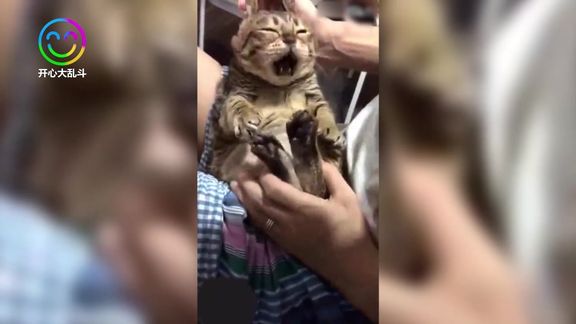 这小猫咪一碰就撒娇!猫:谁还不是个宝宝呢?