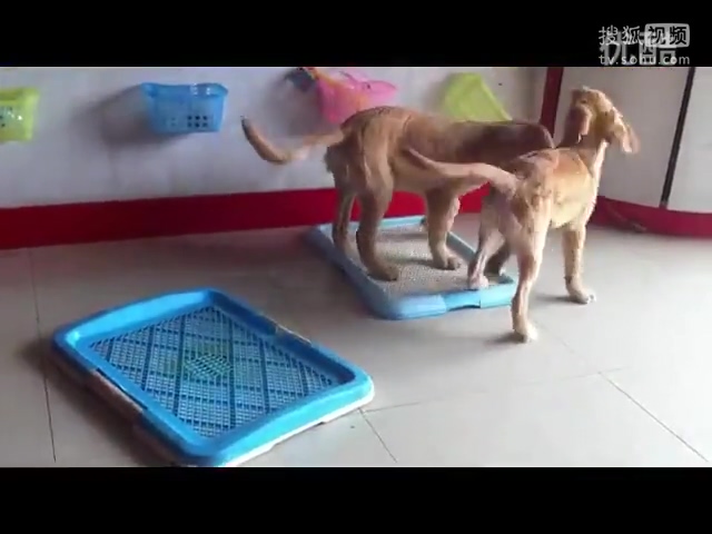 狗狗训练方法 有什么有效的方法训练狗狗固定大小便