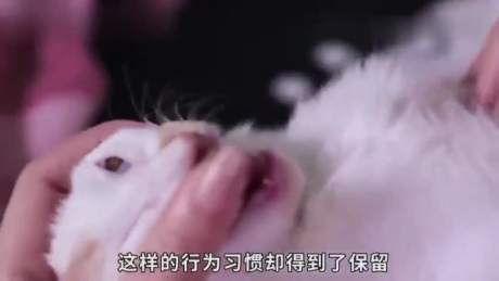 猫咪踩奶是什么意思?