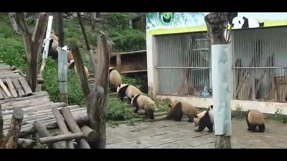 大场面:一堆滚滚上山,发现没吃的:熊弟们,没吃的溜了溜了