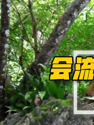 盘点世界上“会流血”的树,砍伐时会流出血液般鲜红液体!#树 #大自然 ...