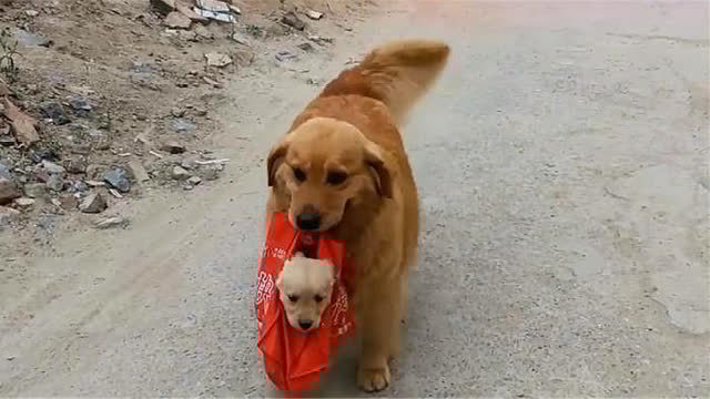 虽说宠物的品种越来越多,但狗狗依旧深受人类喜爱