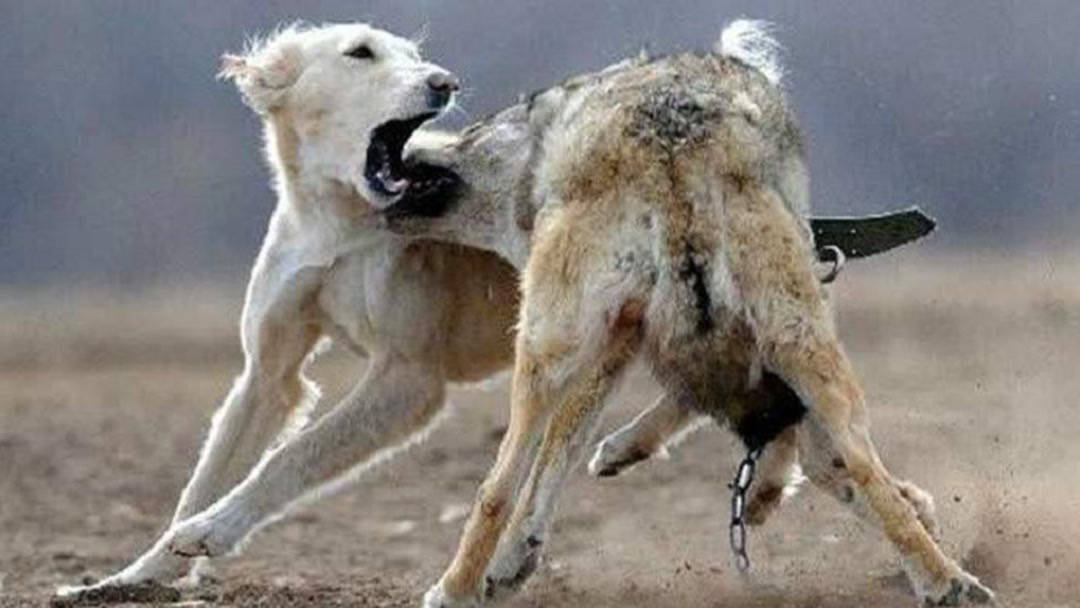 中亚牧羊犬大战凶残野狼,野狼不敌最终阵亡,难得一见的激烈搏杀