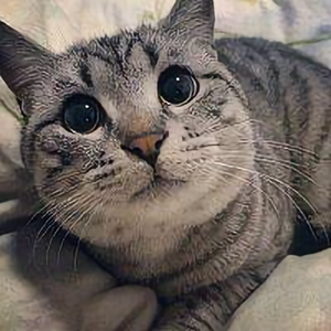 明灯强啊 
