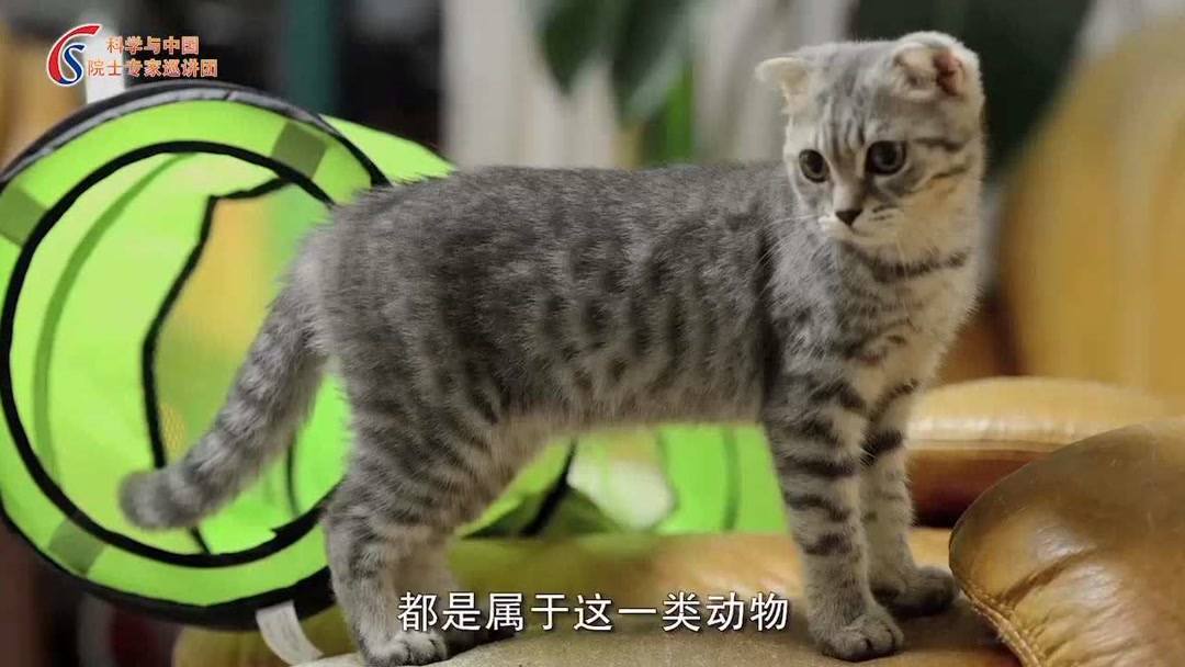 哺乳动物的演化历程:哺乳动物通识