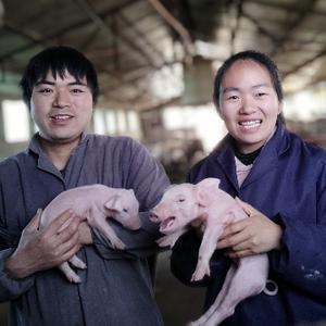 河南养猪一家人 