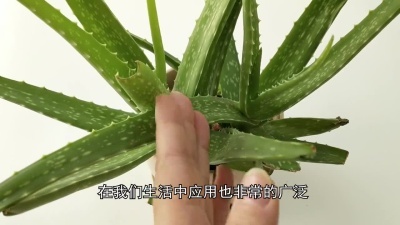 芦荟还有这个作用,解决了很多人的烦恼,看完告诉家人