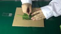 B4制作叶片横切面临时切片