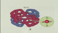 [配课件教案]3.人教版生物七下《第一节 流动的组织—血液》全国一等奖