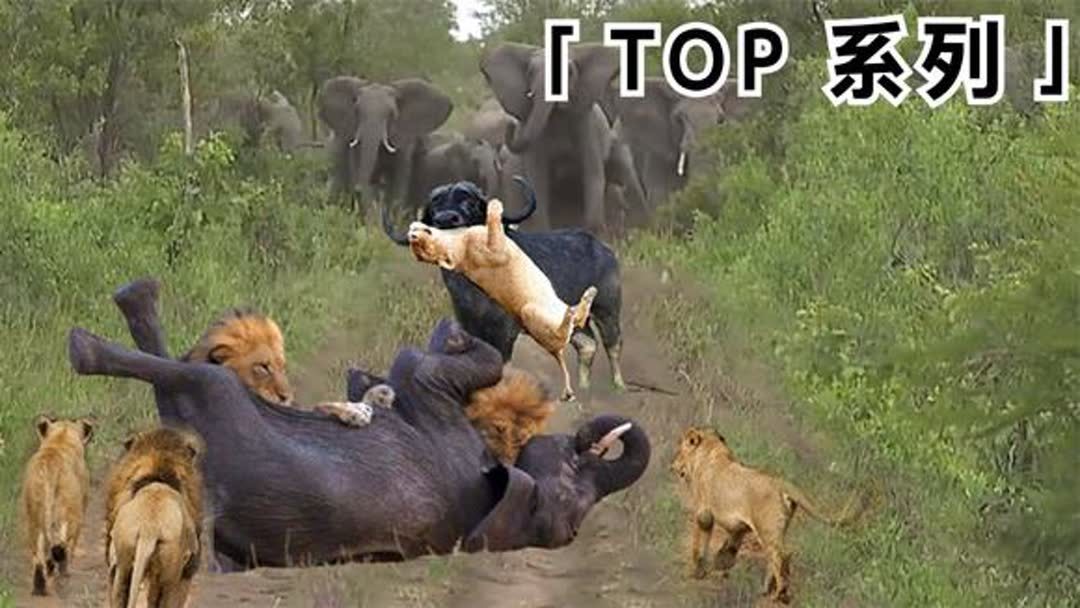 十大猛兽PK集锦:大象对决犀牛,蜜獾对抗银狐