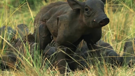 当大象看见一坨会动的"大便",会有什么感想?据说还有味道