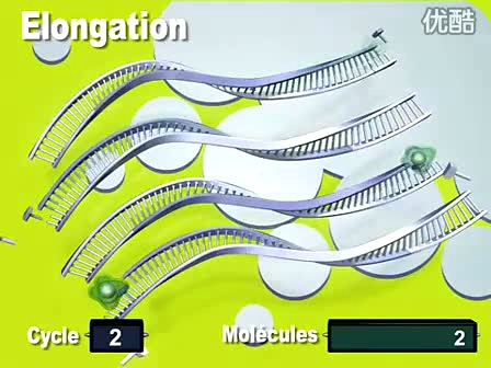 PCR 反应三维动画详解