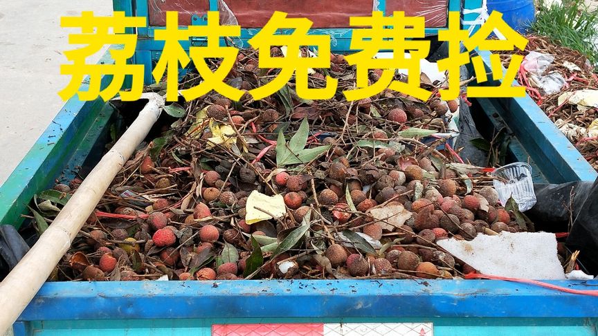 荔枝免费,果树丰收年!新鲜荔枝随地丢弃。养鸡可以省点饲料。