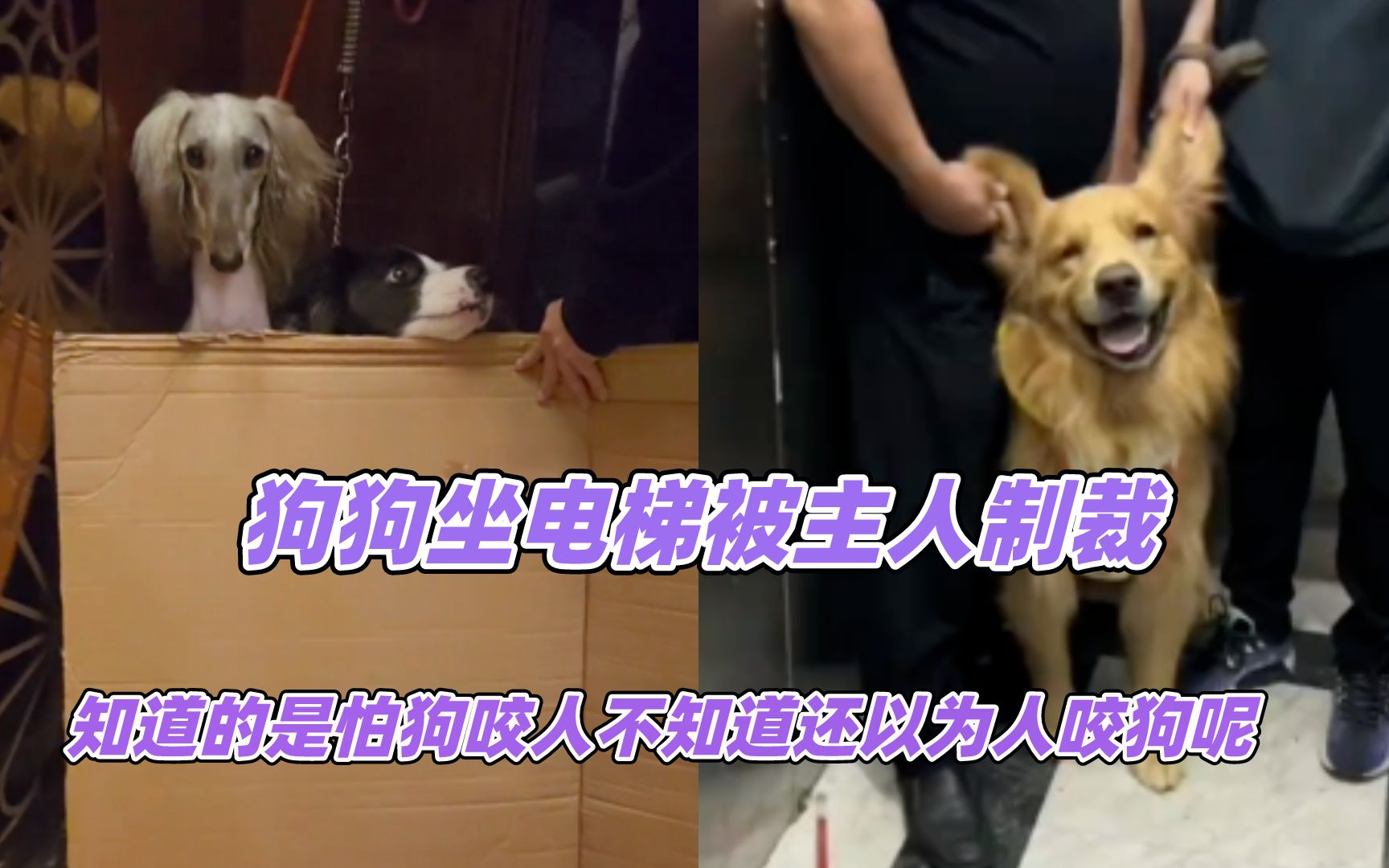 狗狗坐电梯:知道的是怕狗咬人,不知道还以为人咬狗呢