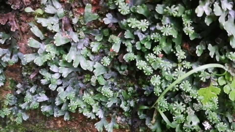 一分钟了解,认识地钱