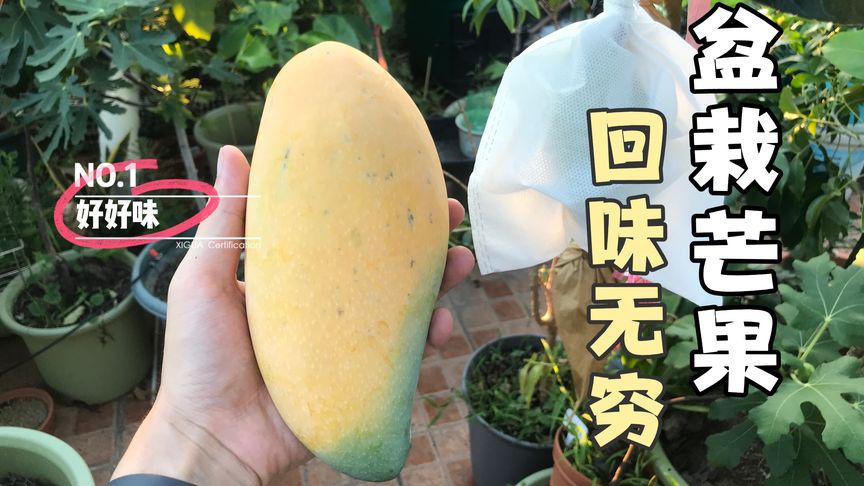楼顶盆栽树上自然成熟的芒果,比市场上99%的后熟芒果香甜太多了