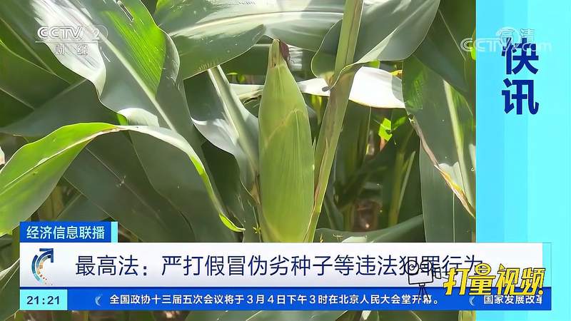最高法:严打假冒伪劣种子等违法犯罪行为|经济信息联播