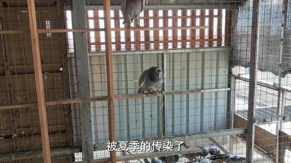 赛鸽生病呕吐不止,学我这样治疗与预防,未来有望成为“战斗鸽”