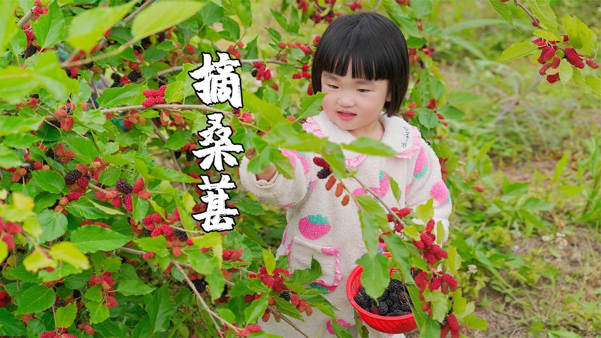 田里的桑葚果丰收了,拿来泡酒好,还是熬成桑葚果酱