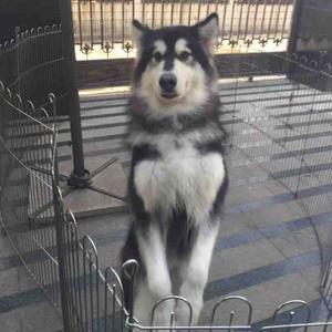 哈尔滨冬天依然那么冷 