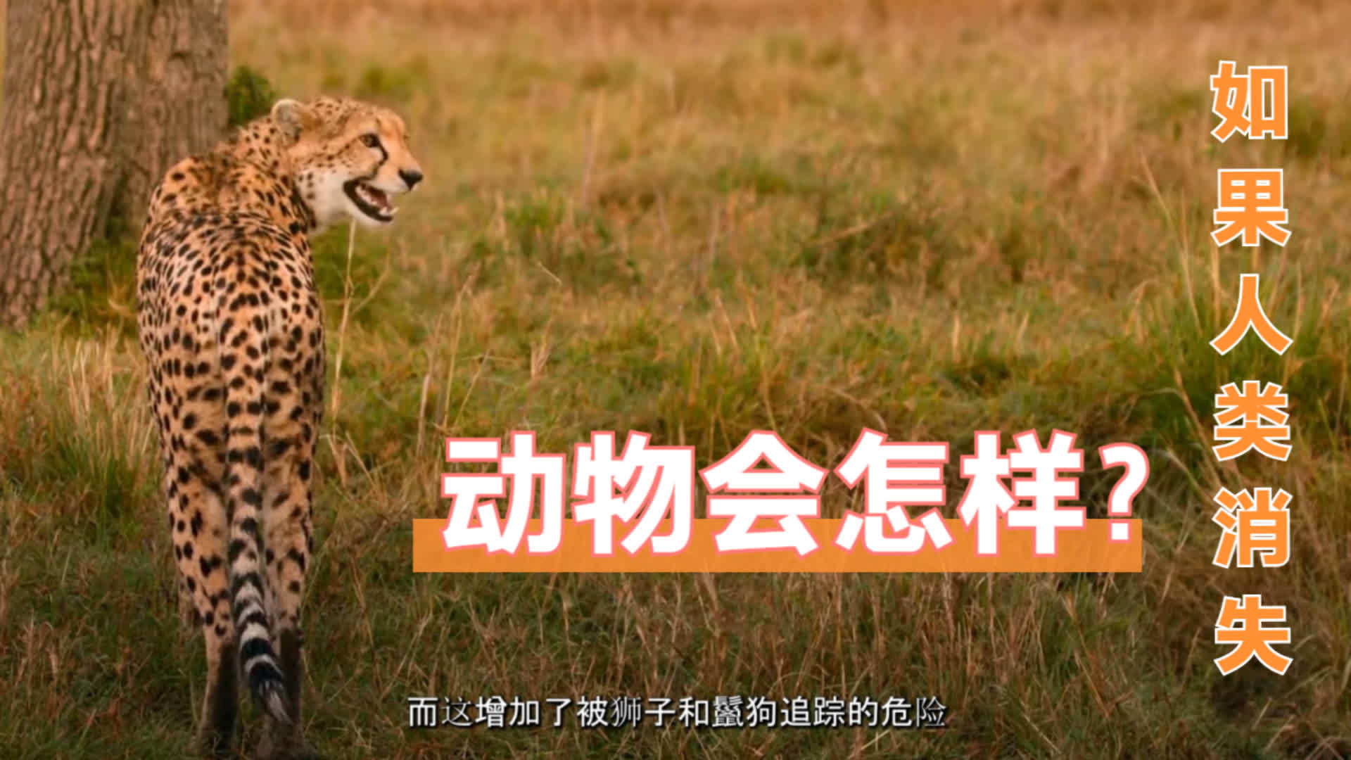 如果人类从世界上消失,自然界会有怎样的变化?动物们在做什么?