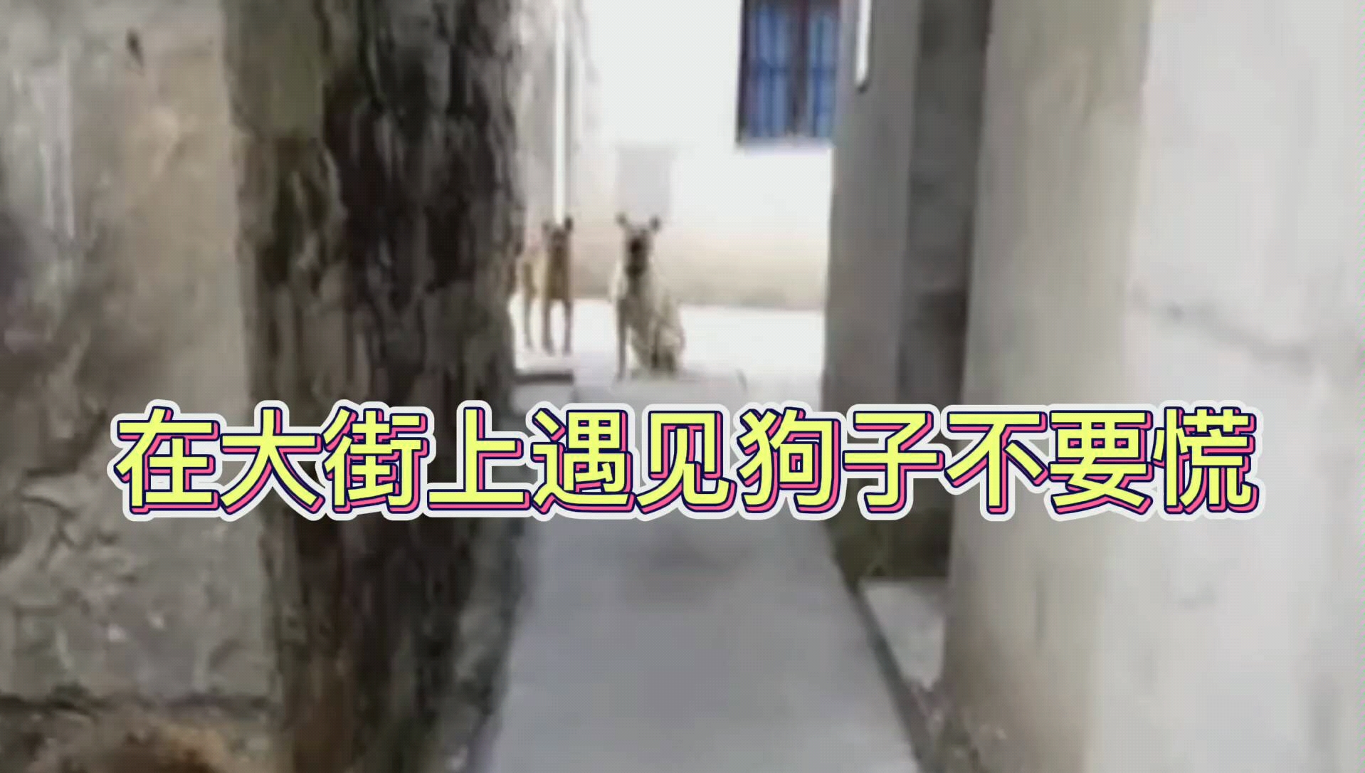 遇到狗子不要慌,走出六亲不认的步伐,瞪着用气势压住他,还有我问下...