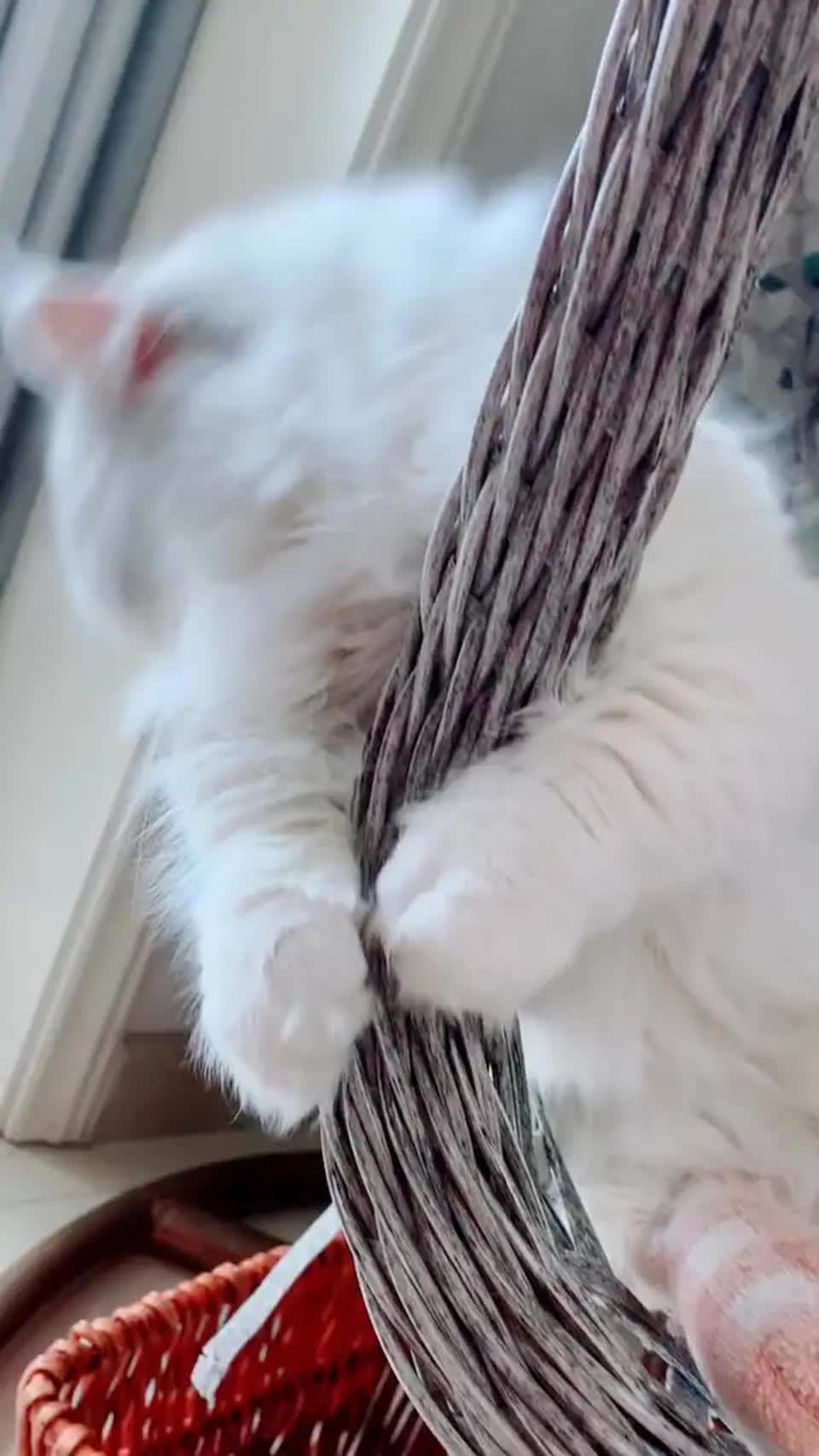 他们说早上发不给热门,我就不信了后附表情包一个.