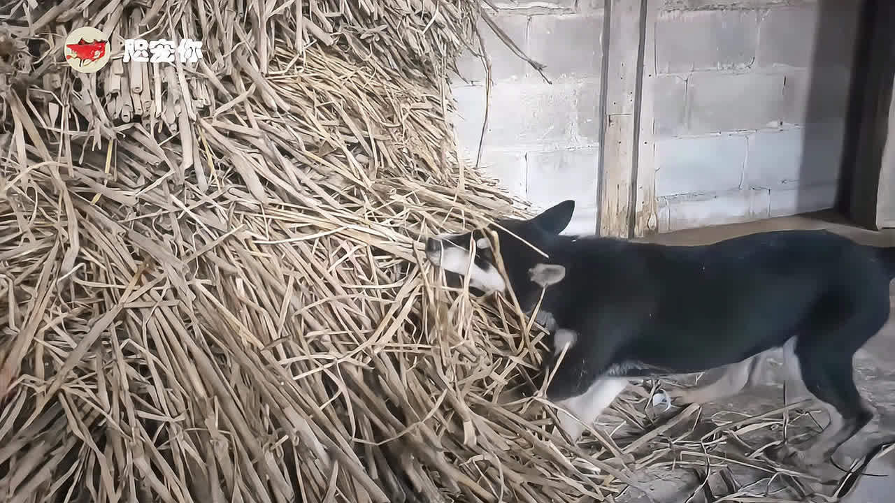 狗狗:自娱自乐大狗子刨一个洞,跟野狼一样的生活习性改不了