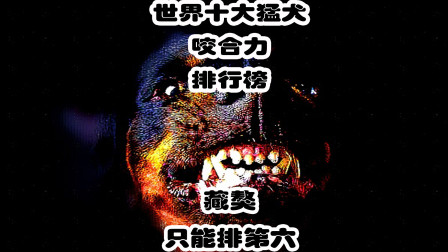世界十大猛犬咬合力排行榜,藏獒只能排第六
