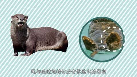 「秒懂百科」原来海龙长这样