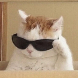 爱看苏的猫 