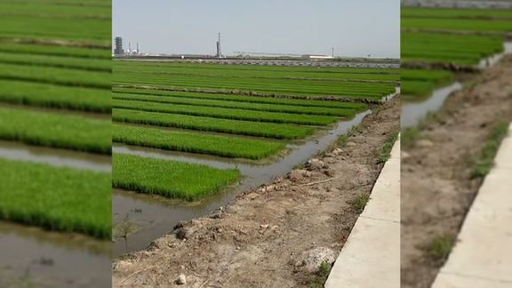 播撒希望,迎接今年的绽放!#农业种植 #稻田画 #黄河口大米