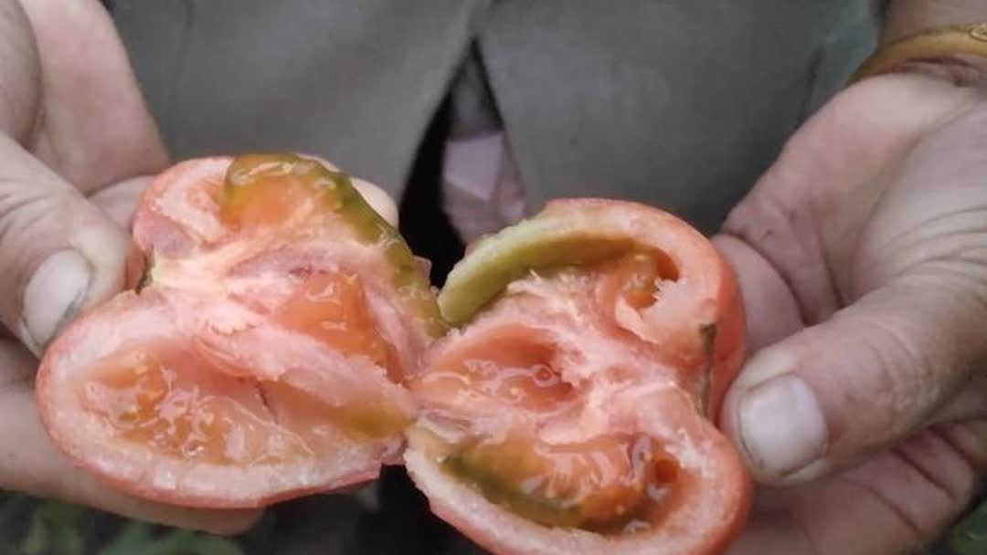 她种6棚番茄,电动棒授粉:1盒10元
