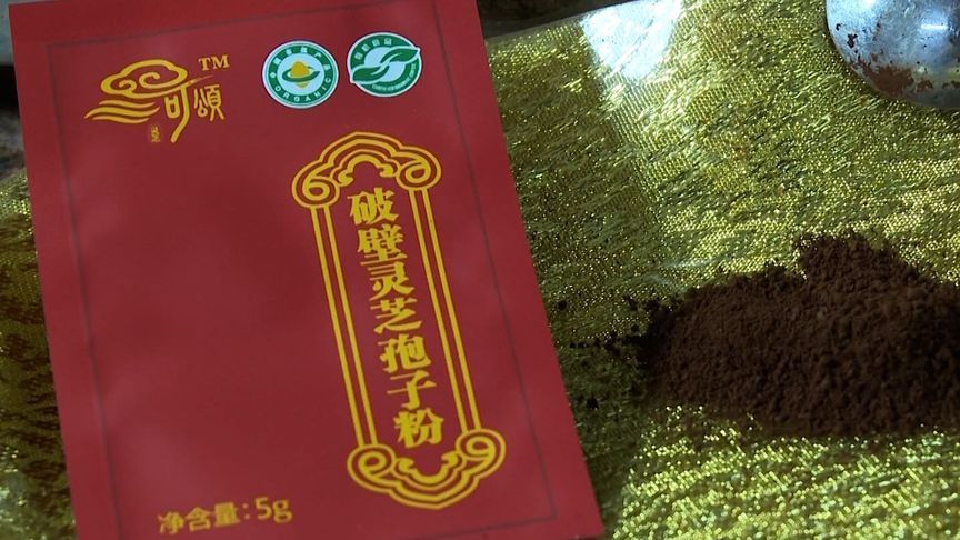 梅州大埔灵芝喜获丰收,大批量优质灵芝孢子粉即将上市
