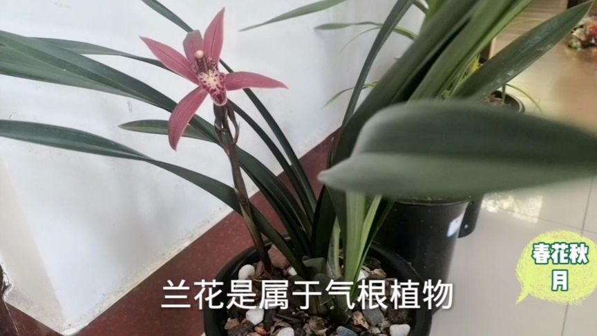用阿司匹林养殖兰花有哪些好处?后悔现在才知道