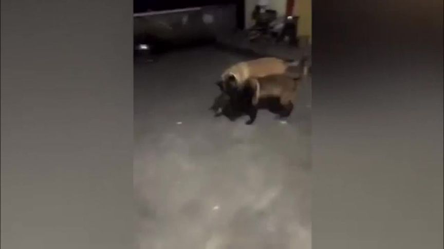 大半夜的,两只马犬在房顶打架!
