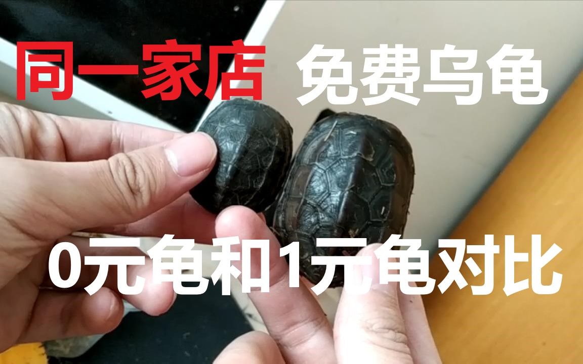 网购乌龟开箱 乌龟开箱 淘宝乌龟开箱 免费乌龟开箱 草龟开箱 乌龟...