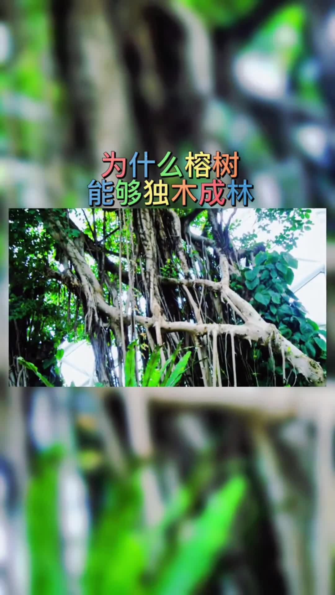 为什么榕树可以独木成林?