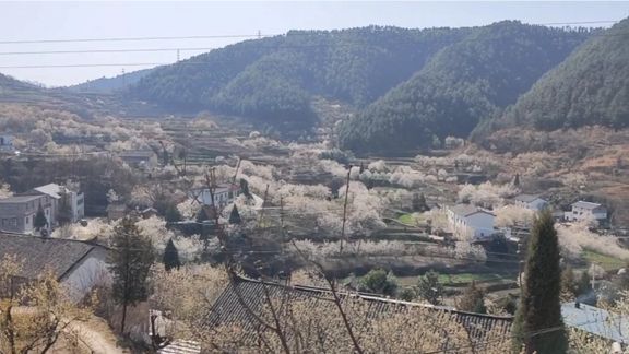 过完年都外出打工,满树樱花再无人欣赏待果成熟时你们归来采摘吗