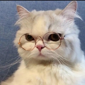 我是只肥猫 