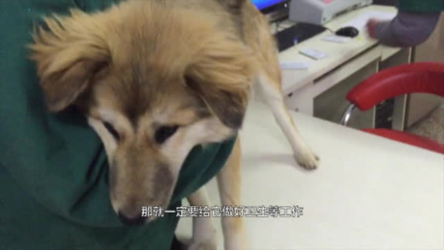 人得了狂犬病,真的会像狗一样发疯咬人吗?看完太意外了!