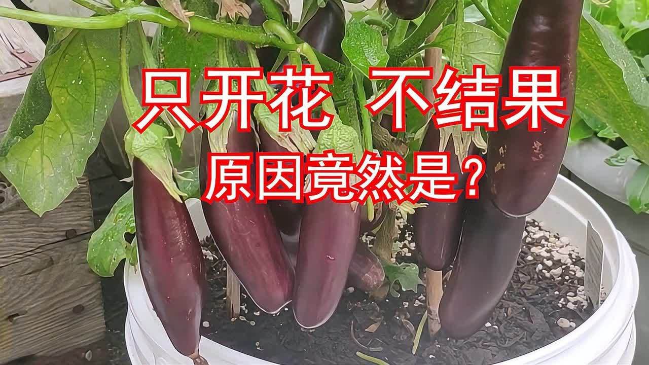 植物只开花不结果,可能是缺少棚肥,分享我的经验和方法